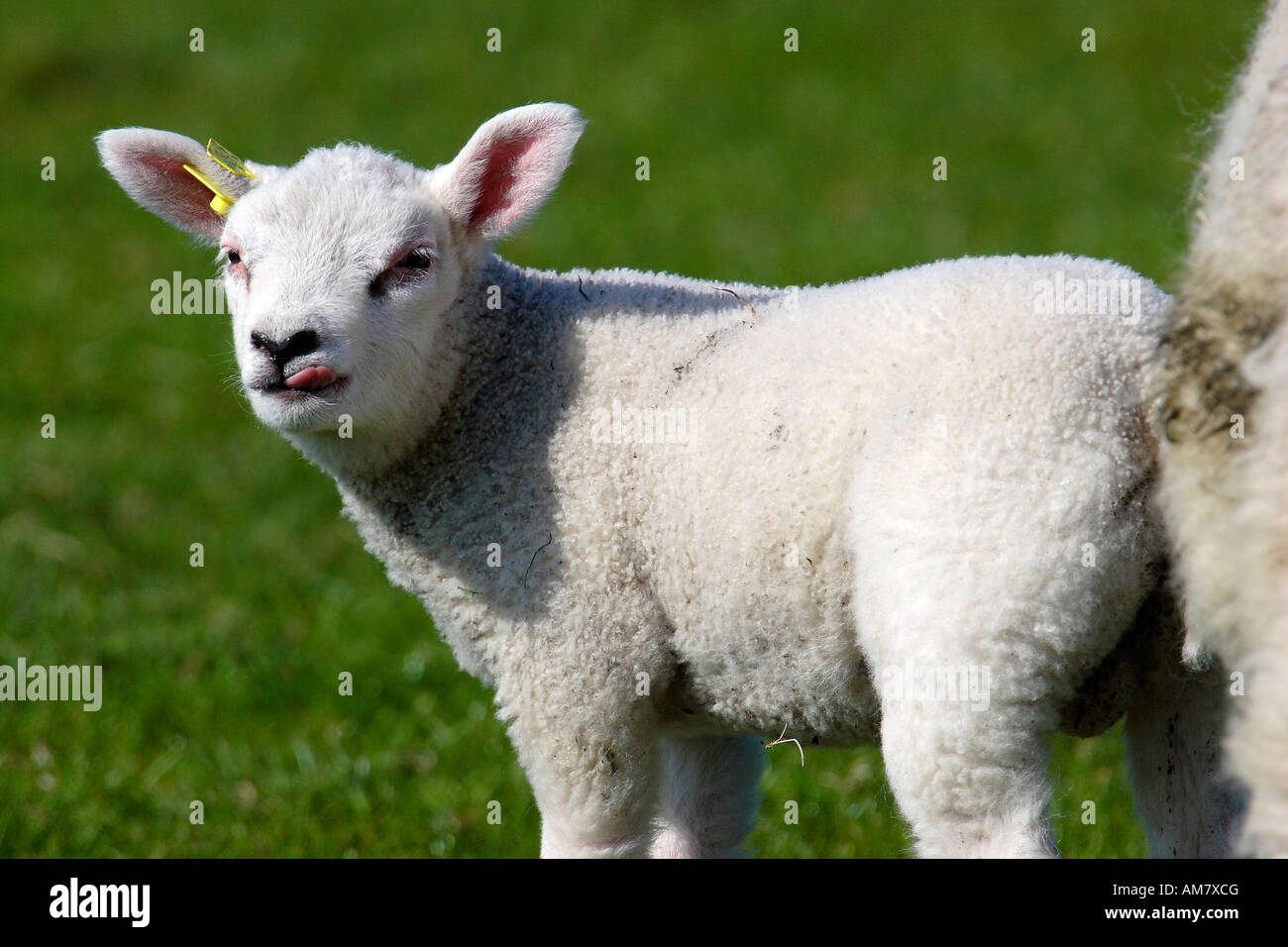 Aries hi-res stock photography and images - Alamy