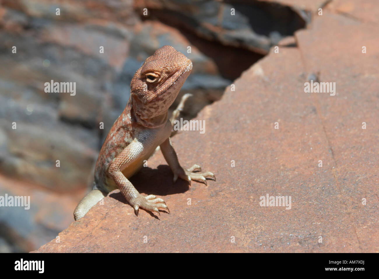 Lizard pilbara dragon in Kalamina Gorge Karijini National Park Pilbara ...