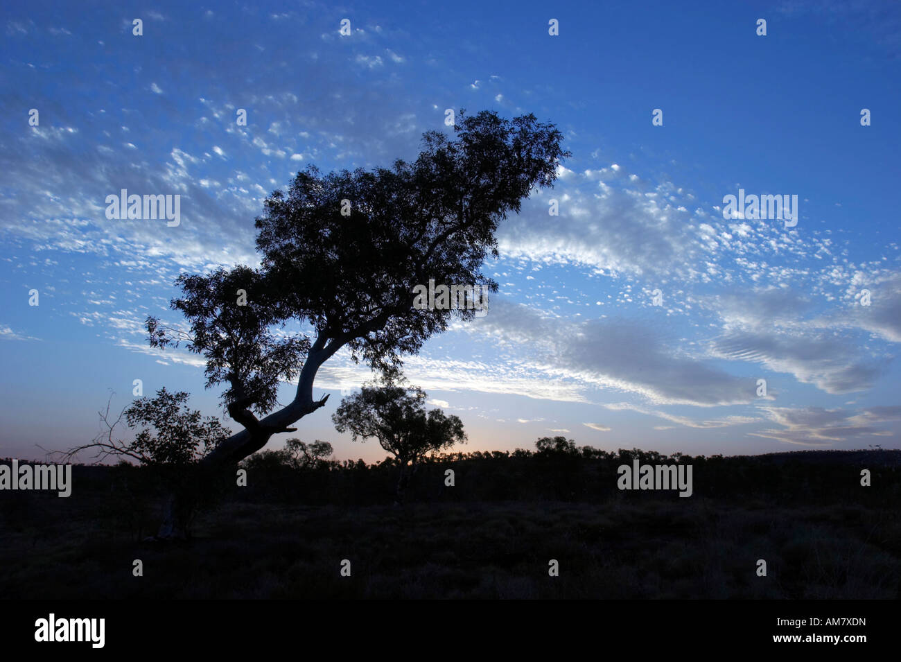 Sunset with evening sky and a tree in the front Pilbara region western ...