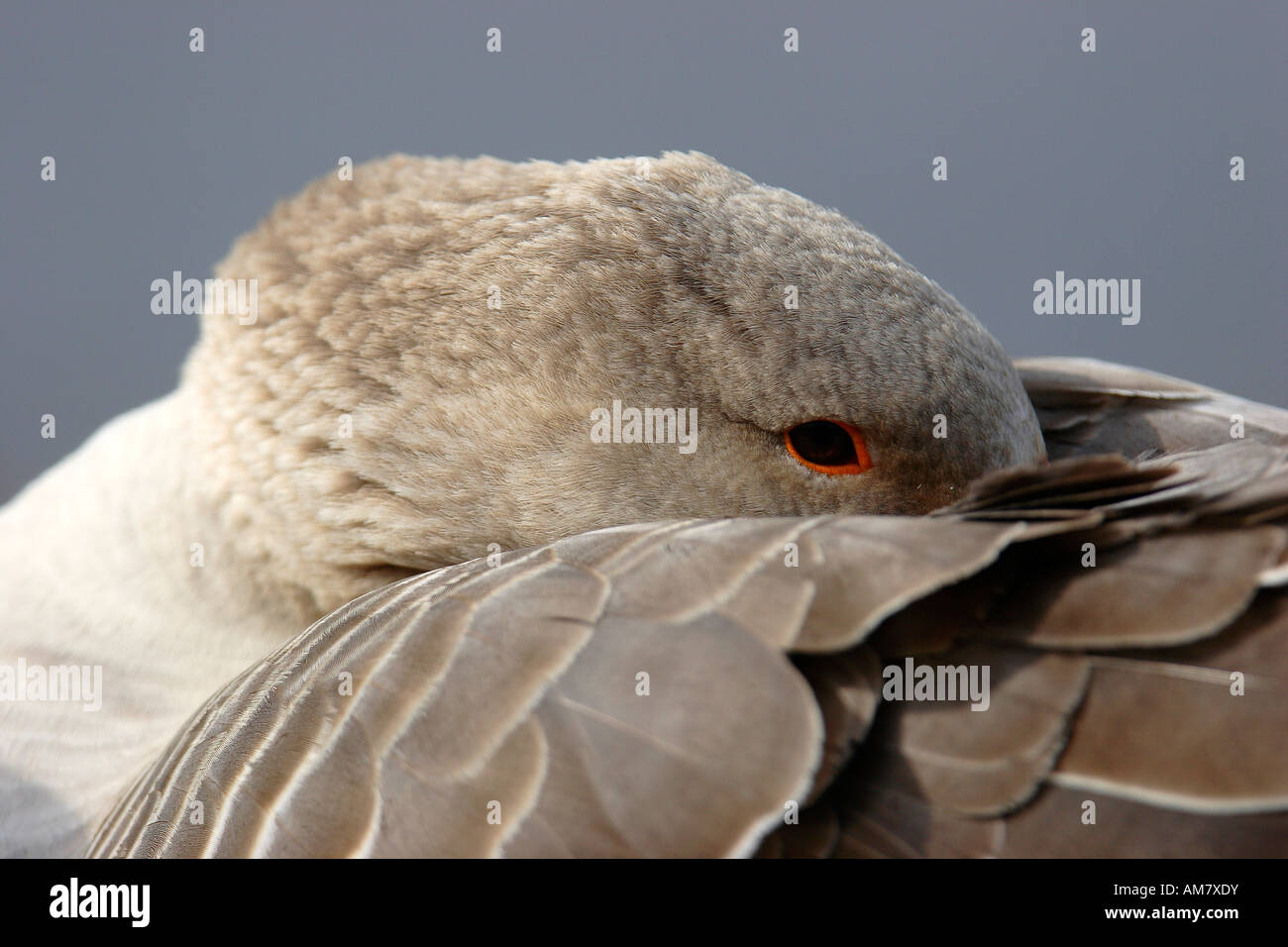 Greylag goose (Anser anser), feathers Stock Photo - Alamy