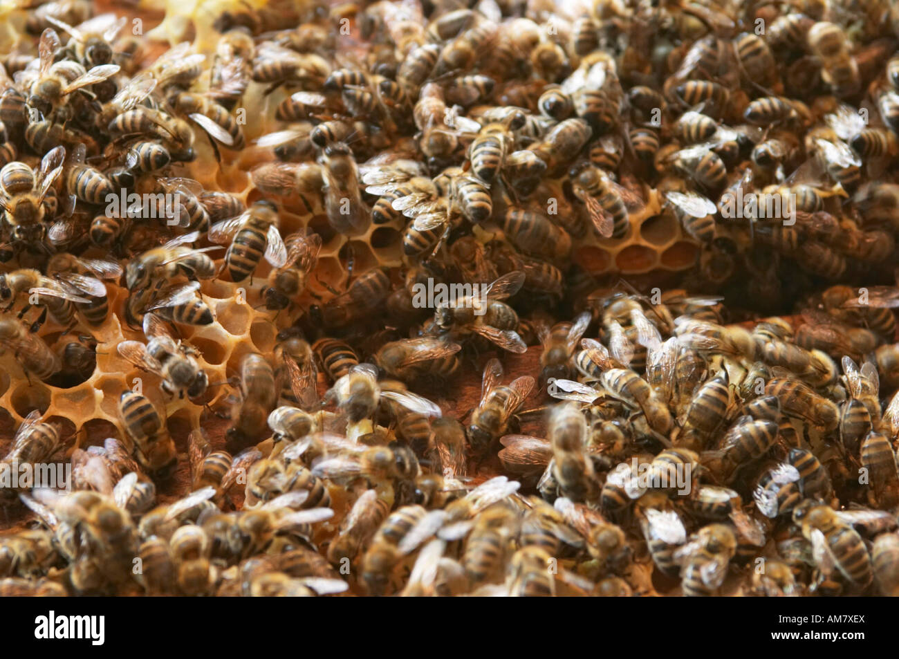 Bees on honey combs hi-res stock photography and images - Alamy