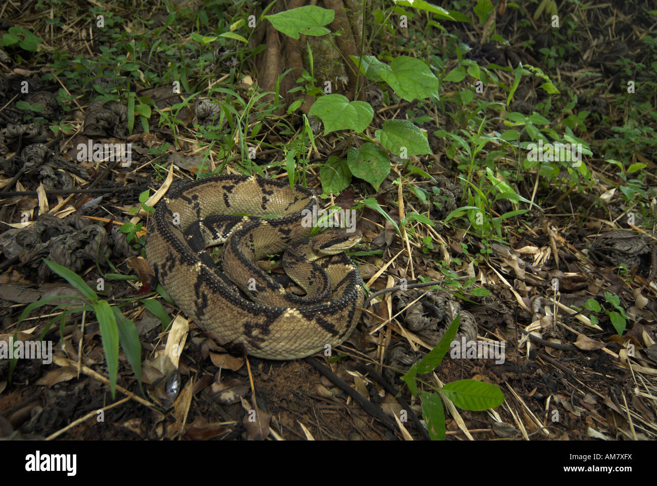 Bushmaster Snake Lachesis stenophrys Costa Rica Stock Photo - Alamy