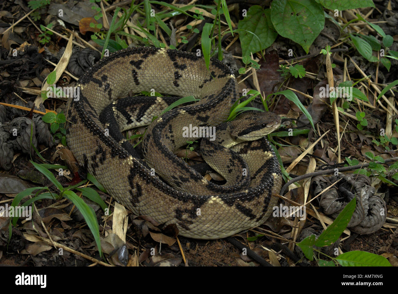 Bushmaster snake hi-res stock photography and images - Alamy