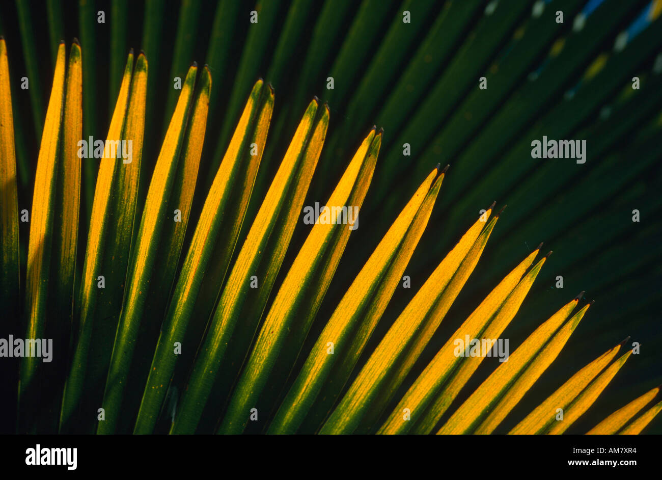 Palmetto Frond Pattern Florida USA Stock Photo - Alamy