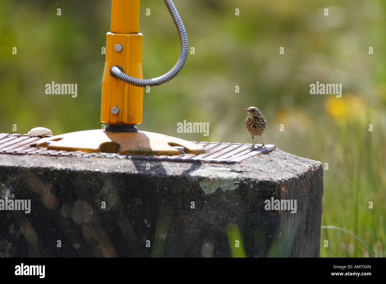 Titlark anthus pratensis hi-res stock photography and images - Alamy