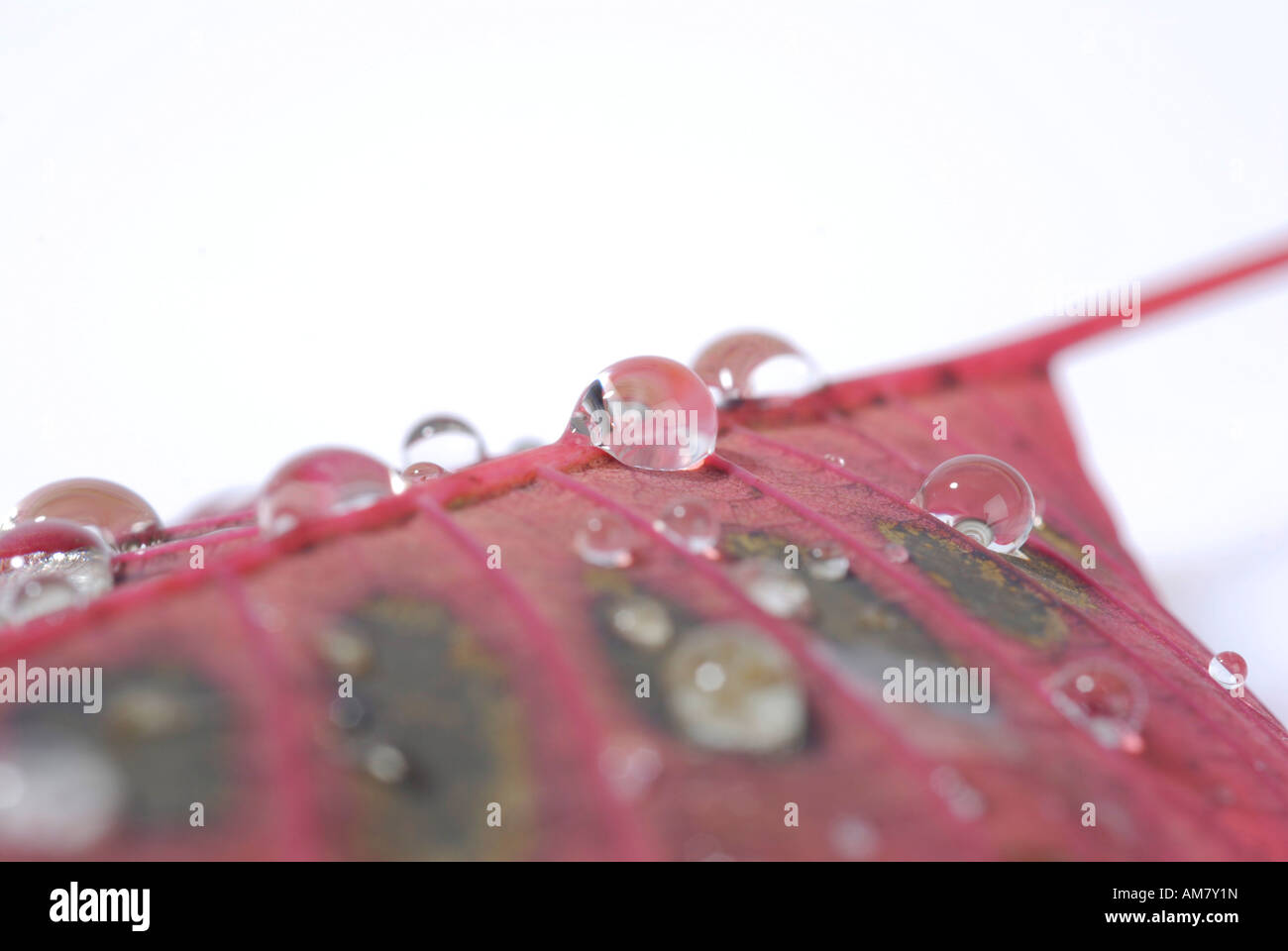 Waterdrops on a leaf Stock Photo - Alamy