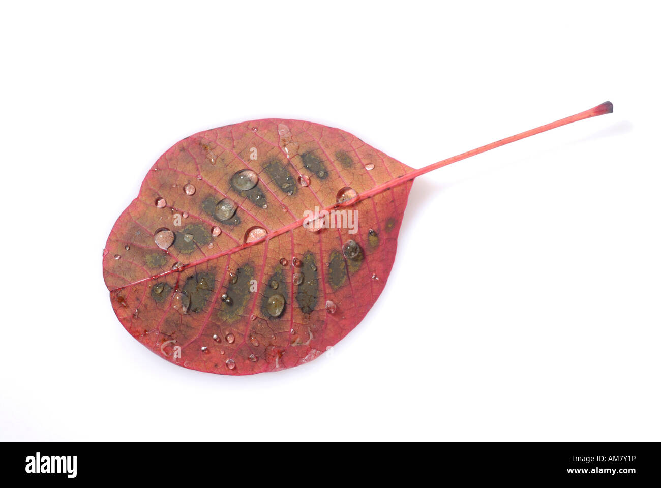 Water drops dripping on Cut Out Stock Images & Pictures - Alamy