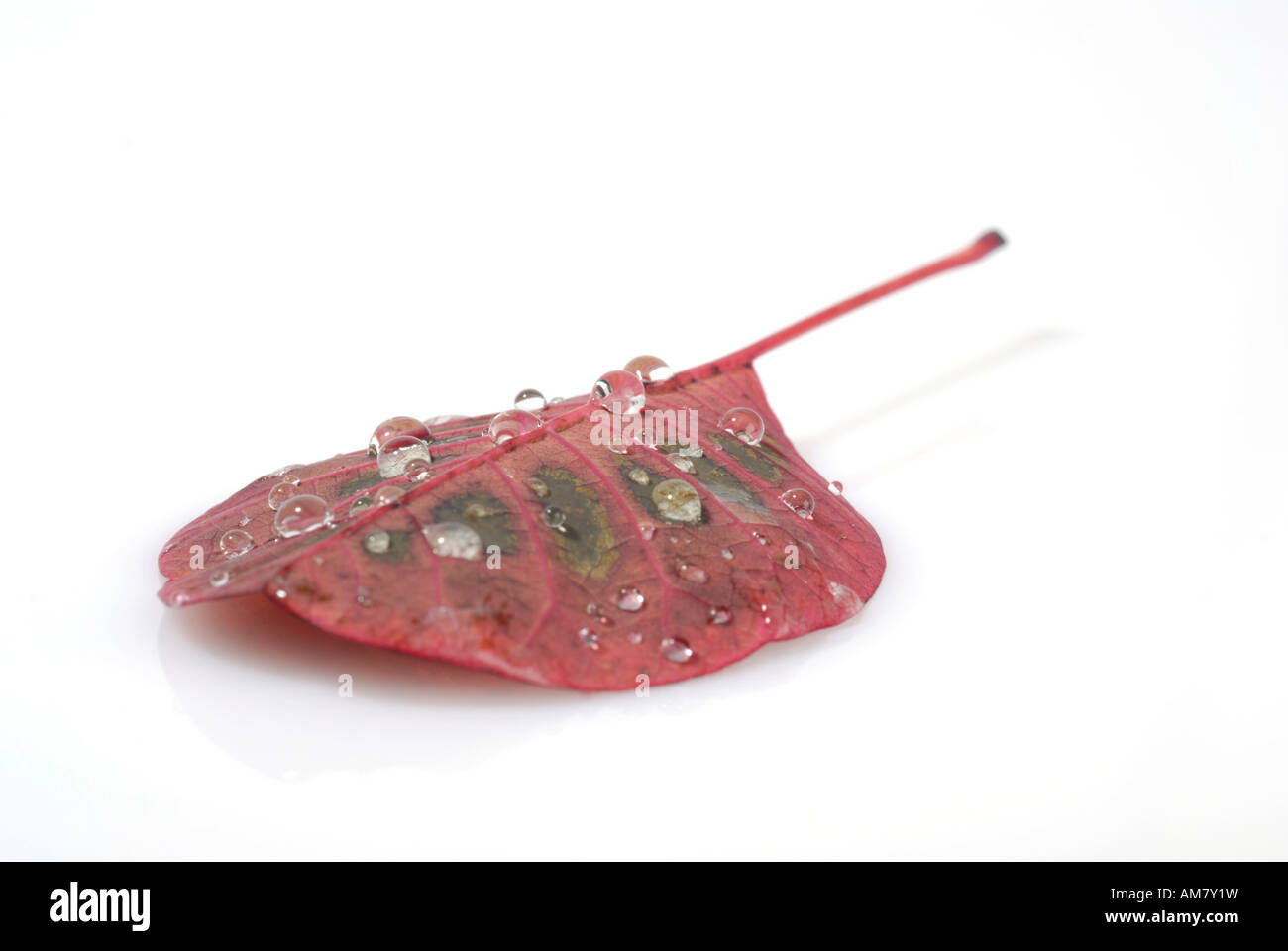 Water dripping off a leaf hi-res stock photography and images - Alamy