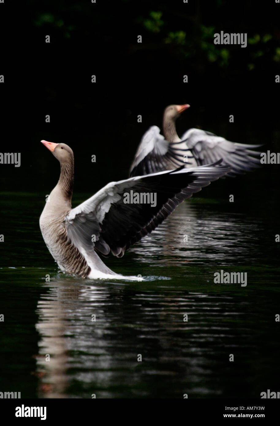 Greylag Goose dancing (Anser anser Stock Photo - Alamy