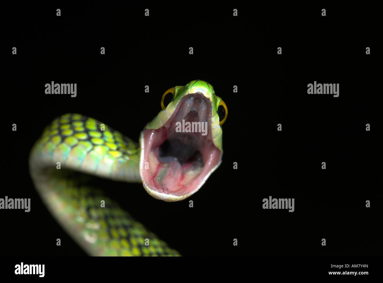 Parrot snake leptophis ahaetulla hi-res stock photography and images ...