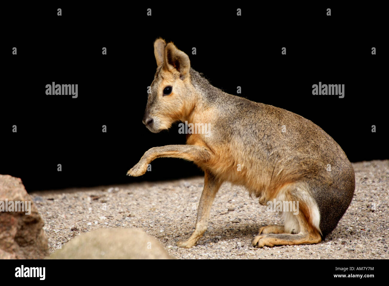 Mara (Dolichotis patagonum Stock Photo - Alamy