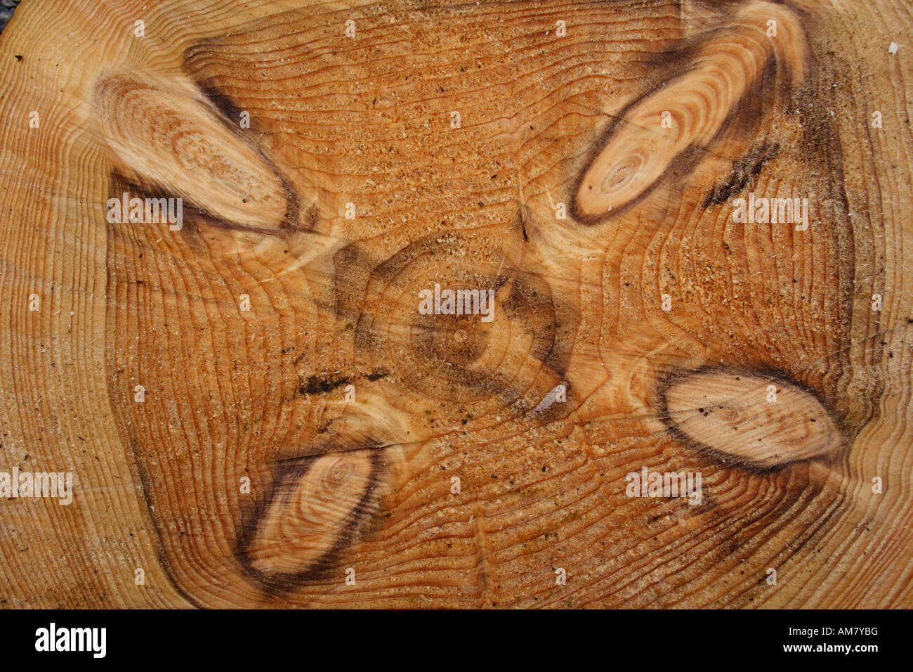 Growth of a branch and annual rings in a trunk of a fir Stock Photo - Alamy