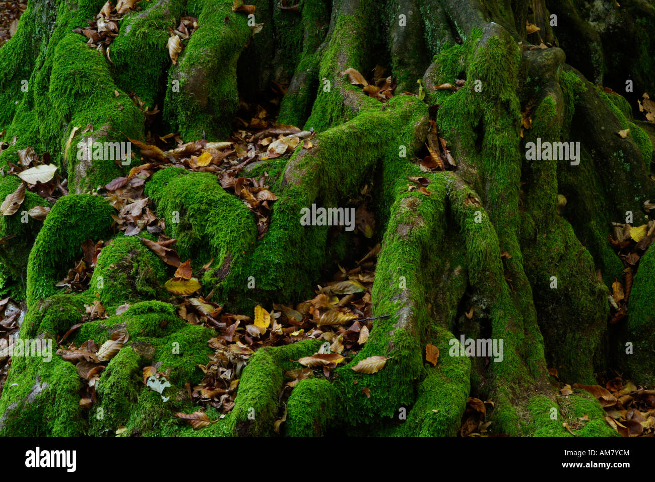 Root covers hi-res stock photography and images - Alamy