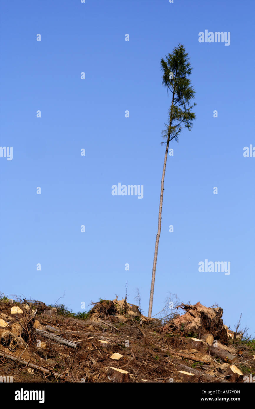 Single tree standing after storm hi-res stock photography and images ...