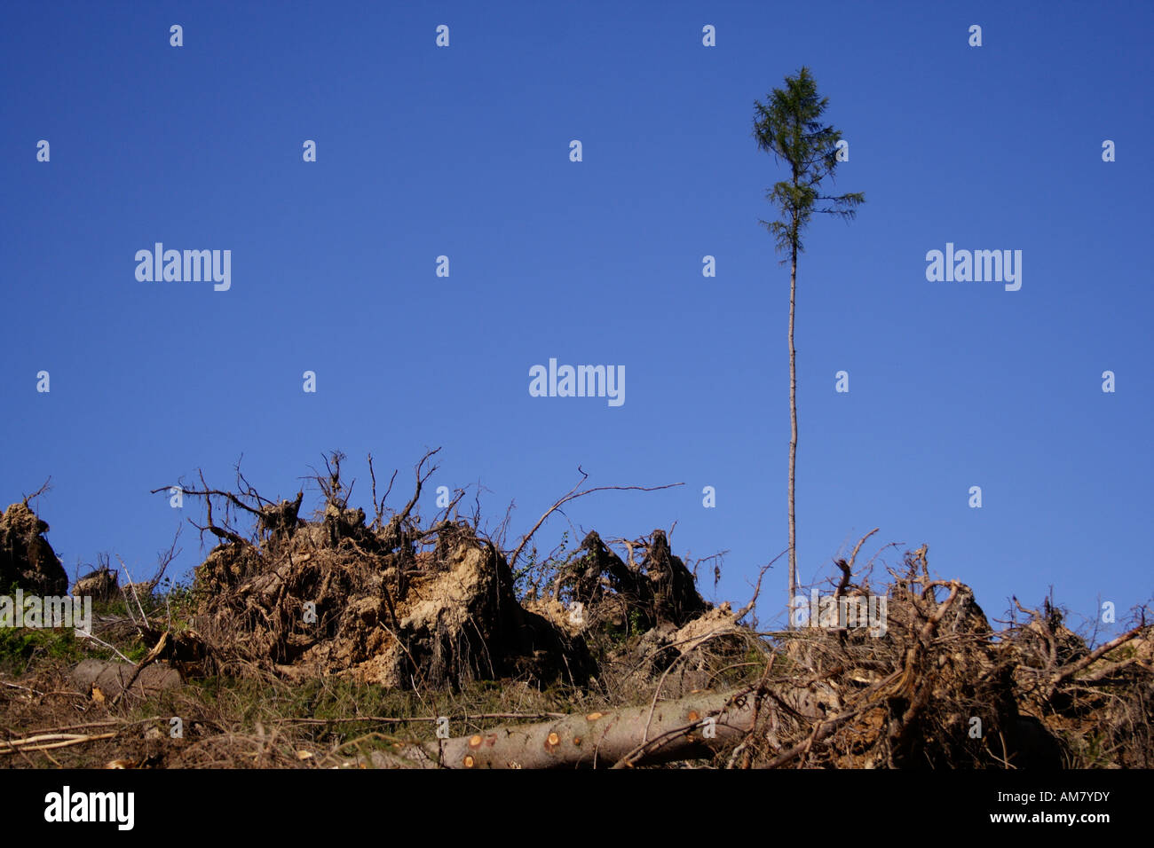 A single tree standing after the storm Kyrill, Germany Stock Photo - Alamy