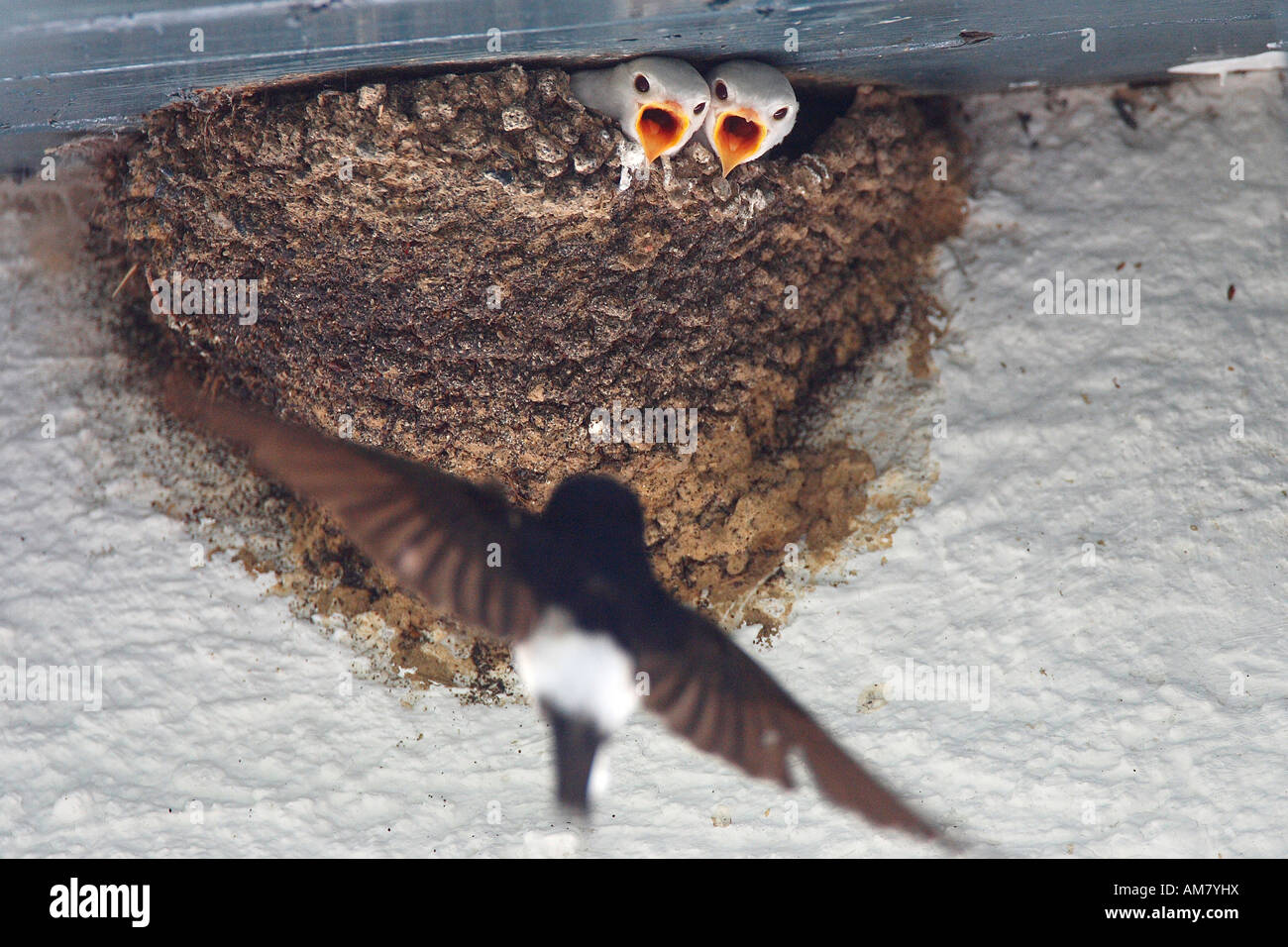 House martins (Delichon urbica Stock Photo - Alamy