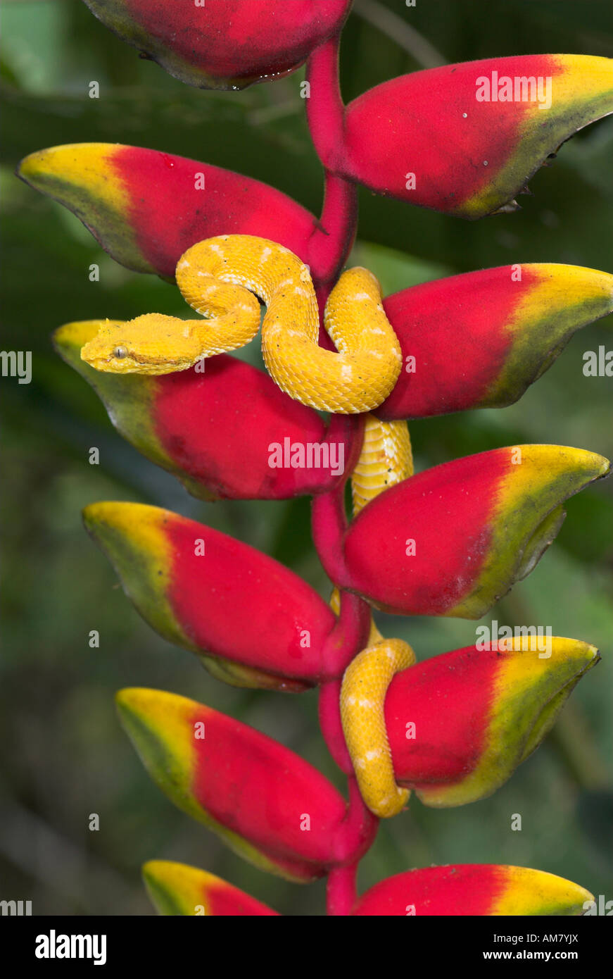 Eyelash Viper Snake Bothriechis schlegelii Costa Rica Stock Photo - Alamy