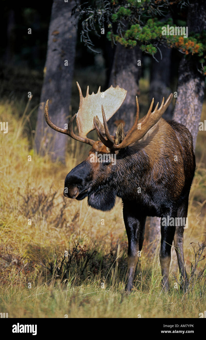 Moose (Alces alces), portrait of bull, close-up of male head Stock ...