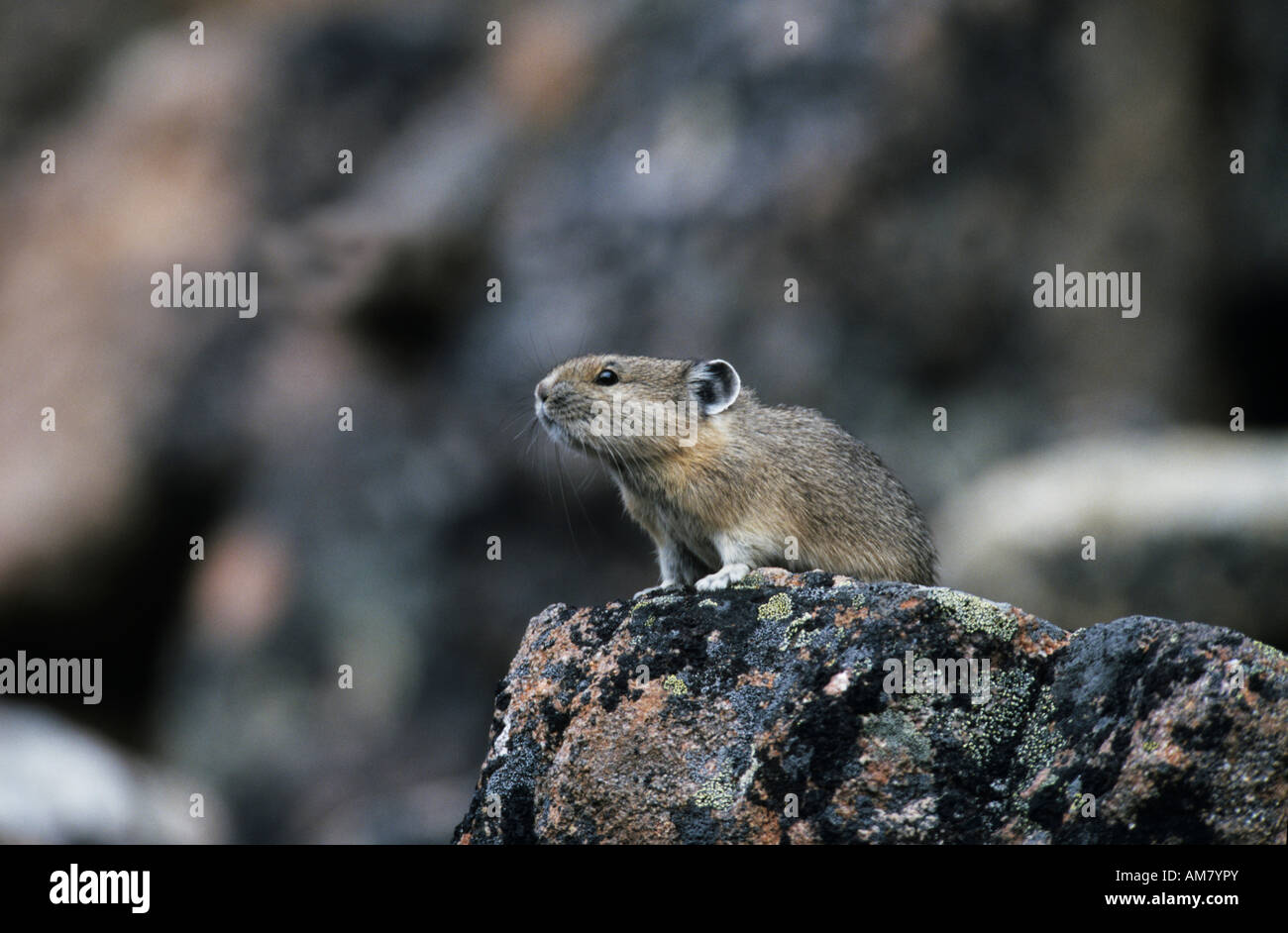 American Pika (Ochotona princeps), Mouse Hare, Coney, Pika sitting on ...