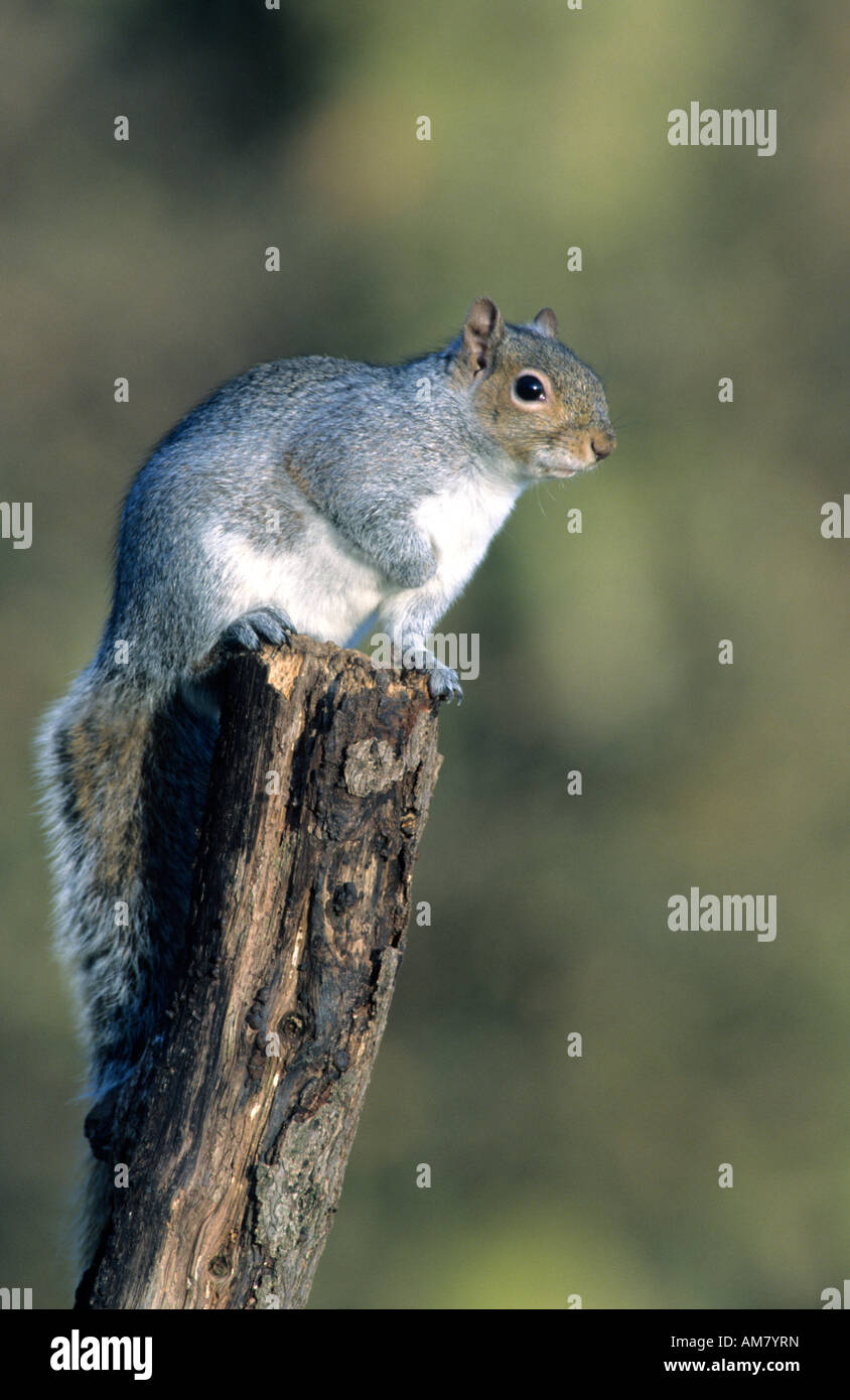 Grey squirrel Kent England Stock Photo - Alamy