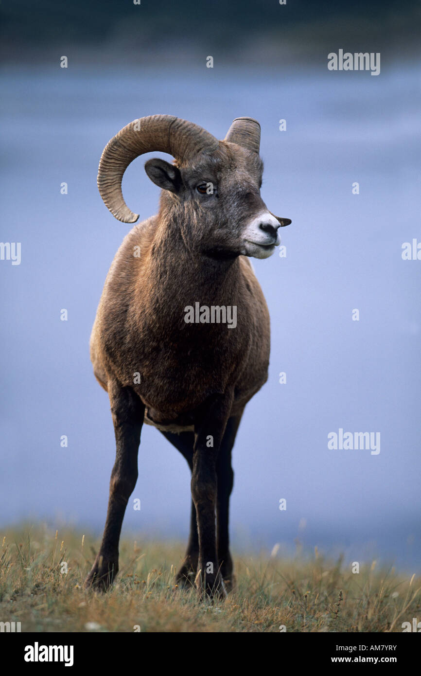 Young Bighorn Sheep Ram , American Bighorn, Mountain Sheep (Ovis ...