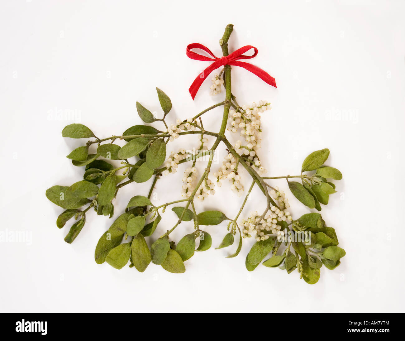 Sprig of mistletoe with a red bow Stock Photo - Alamy