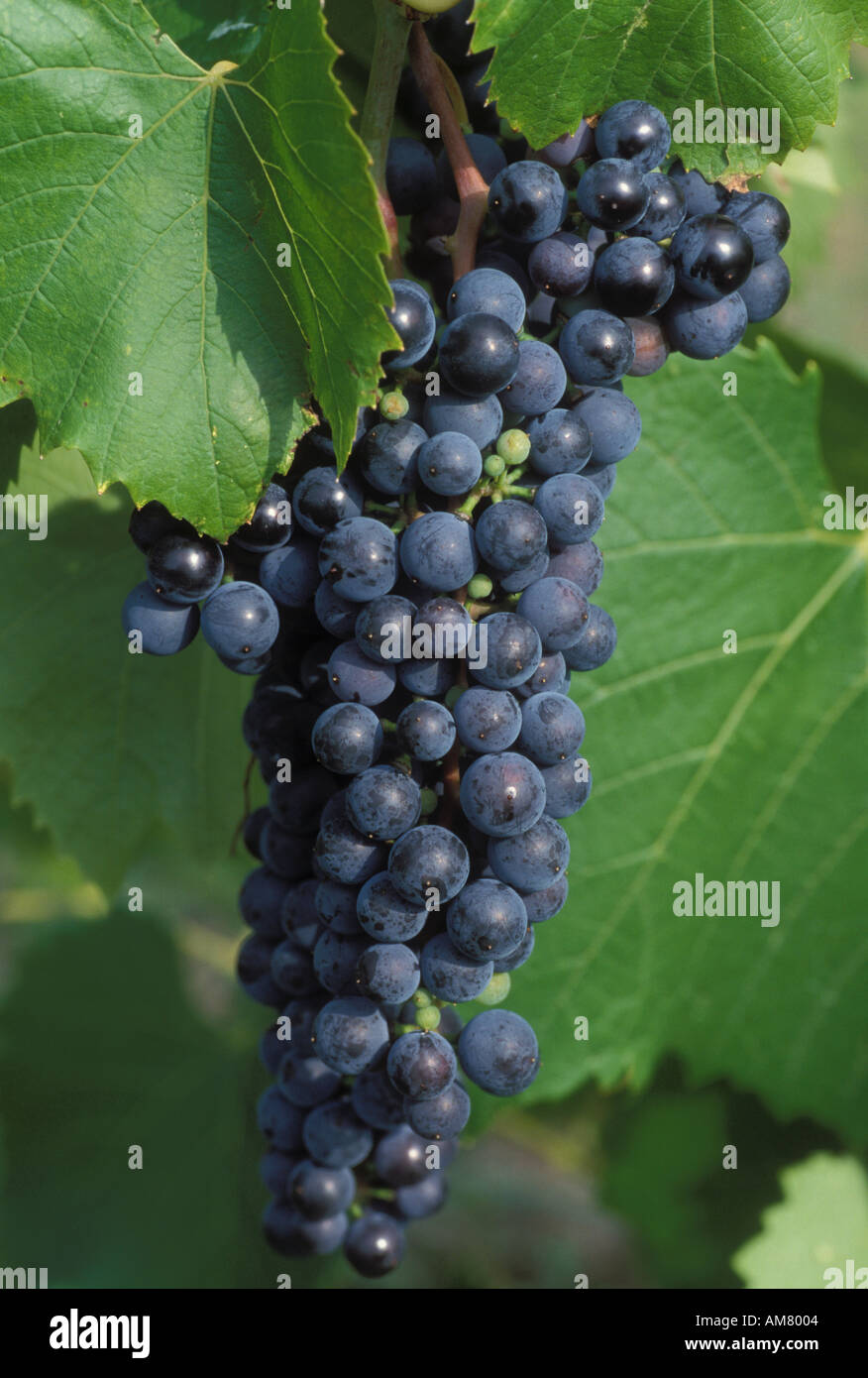 Cayuga lake scenery hi-res stock photography and images - Alamy