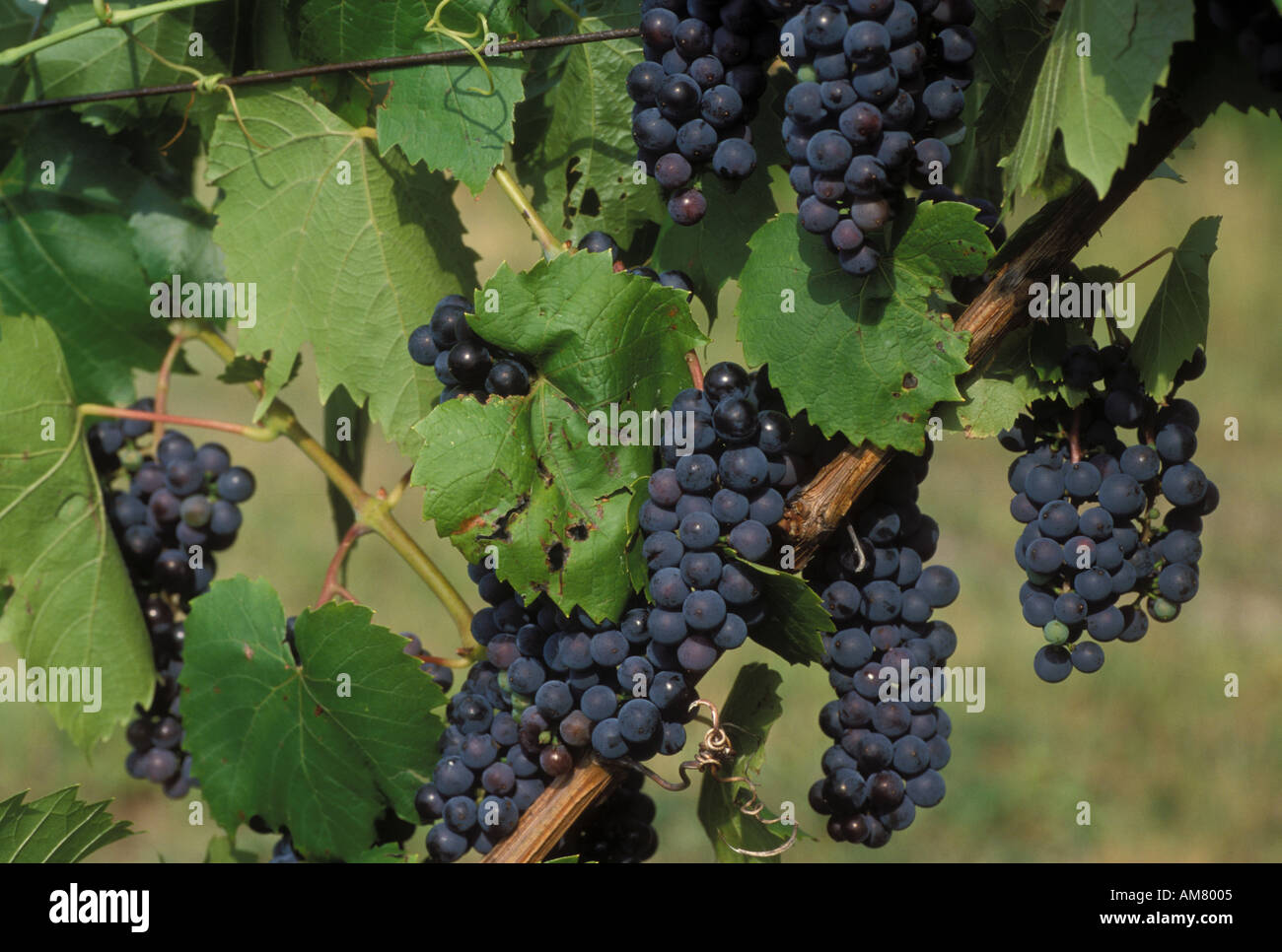Cayuga grape hi-res stock photography and images - Alamy