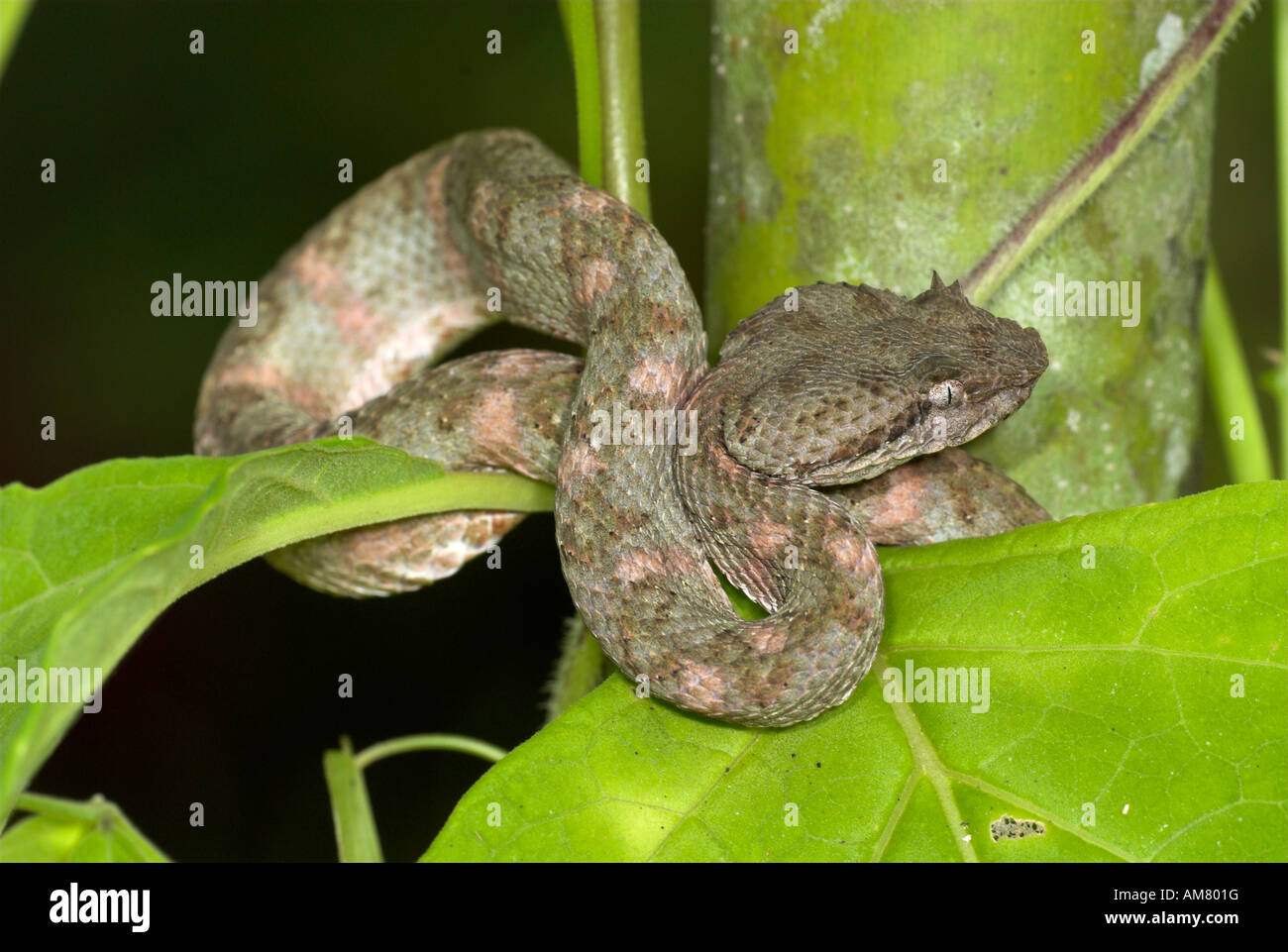 Eyelash Viper Snake Bothriechis schlegelii Costa Rica Stock Photo - Alamy