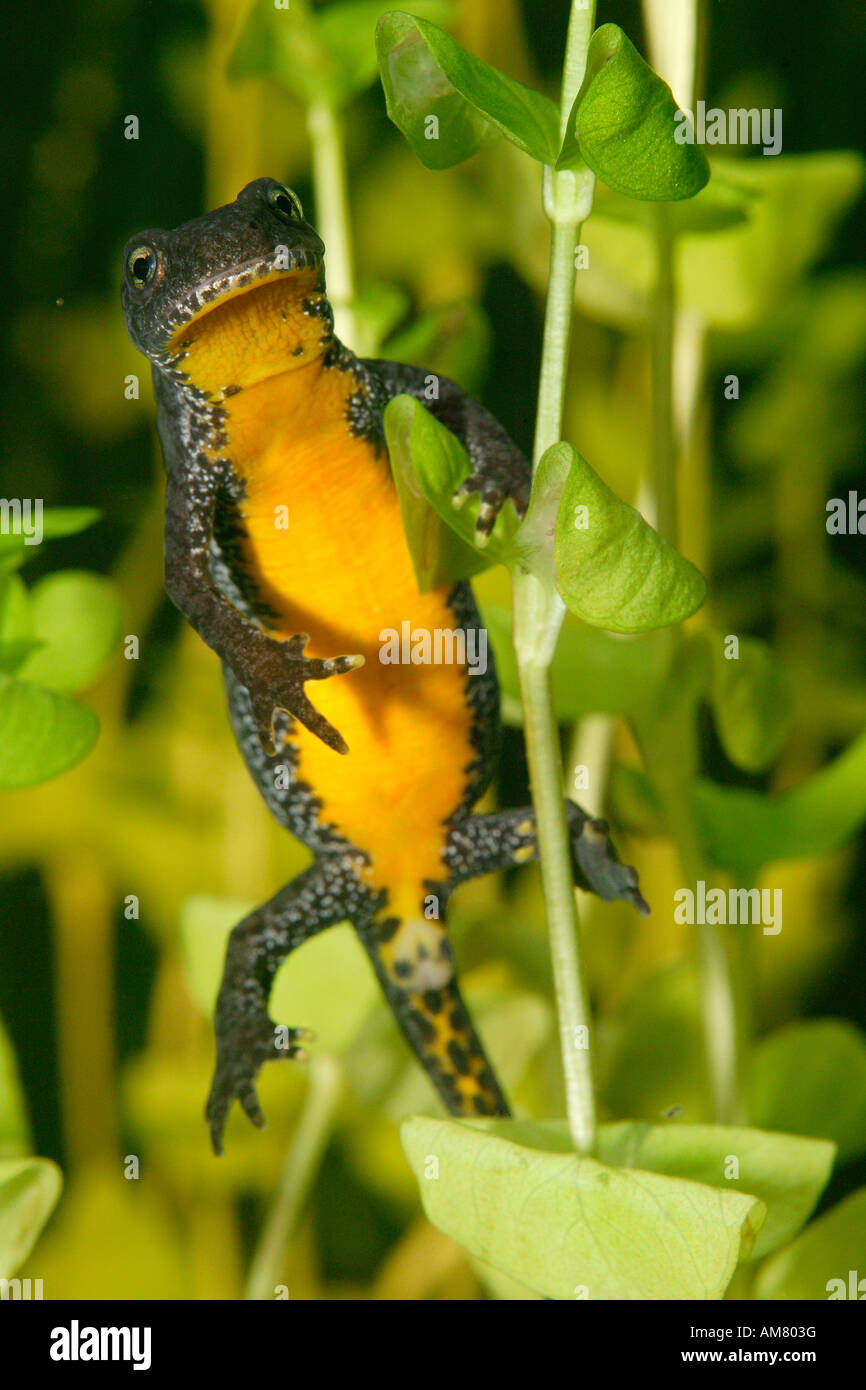 Alpine newt (Triturus alpestris) underwater, female Stock Photo - Alamy