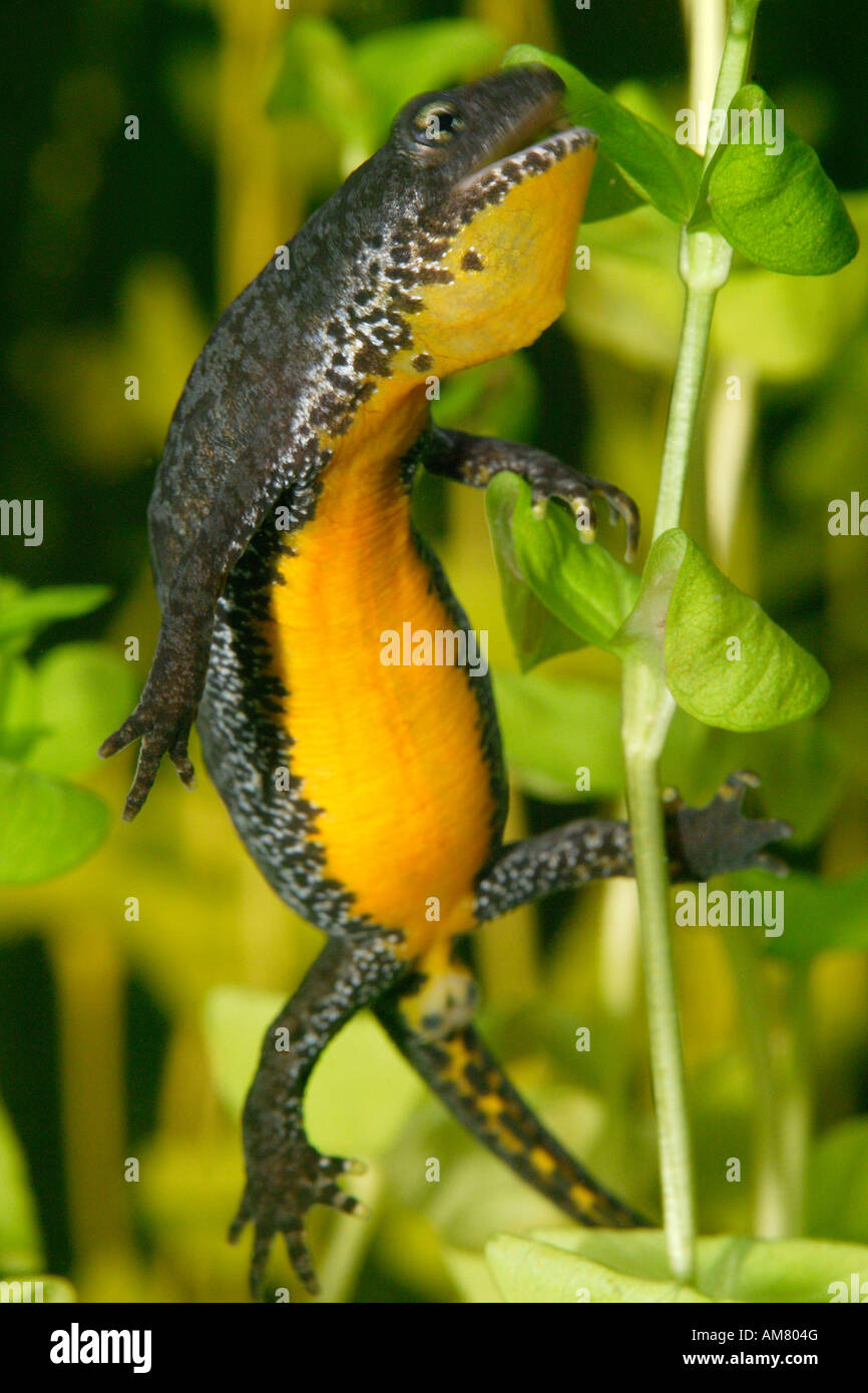 Alpine newt (Triturus alpestris) underwater, female, feeding Stock ...