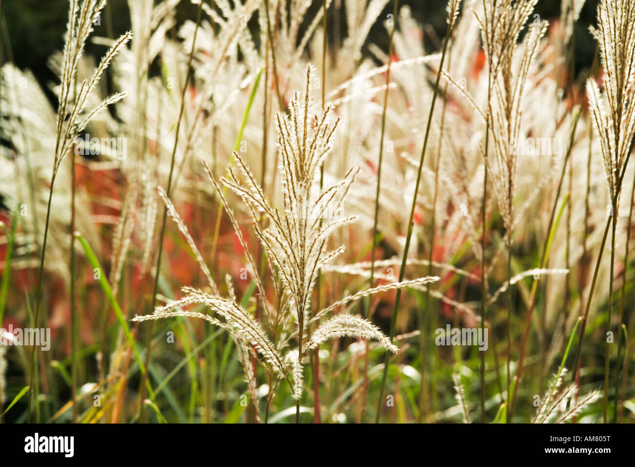 Miscanthus sinensis, Maiden Grass, Chinese silvergrass Stock Photo - Alamy