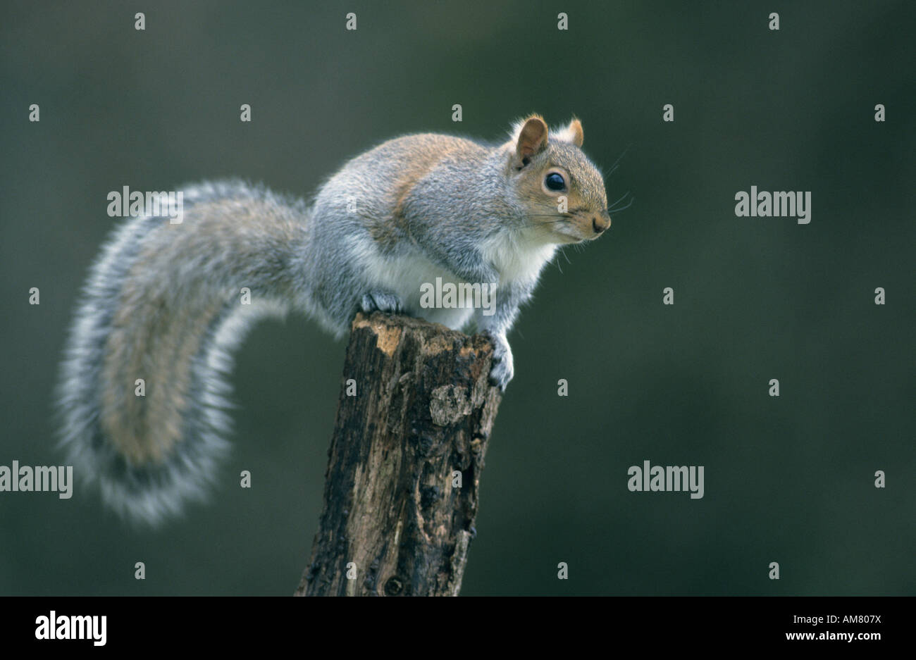 Grey squirrel Kent England Stock Photo - Alamy