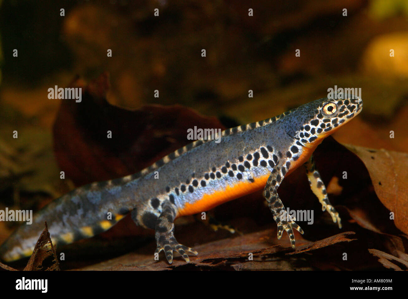 Alpine newt male bergmolch alpenmolch hi-res stock photography and ...