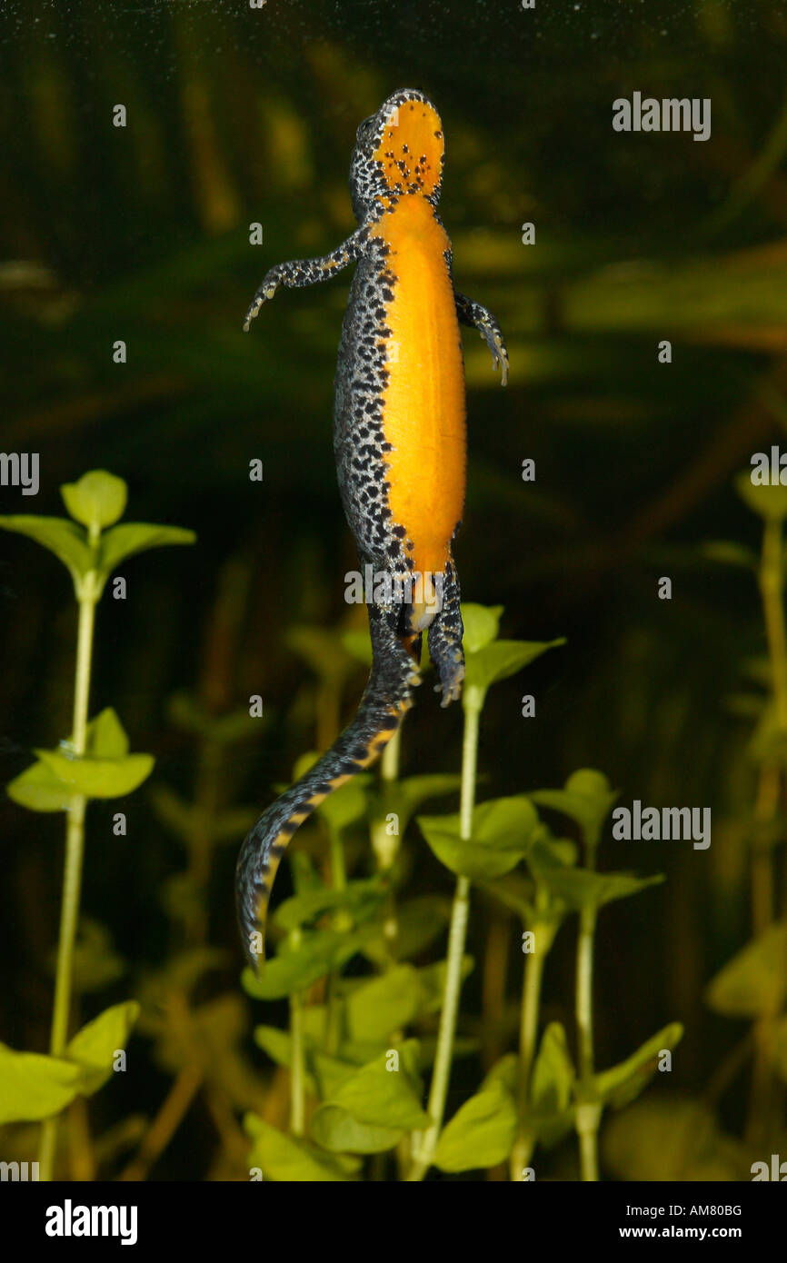 Alpine newt (Triturus alpestris) underwater, female Stock Photo - Alamy