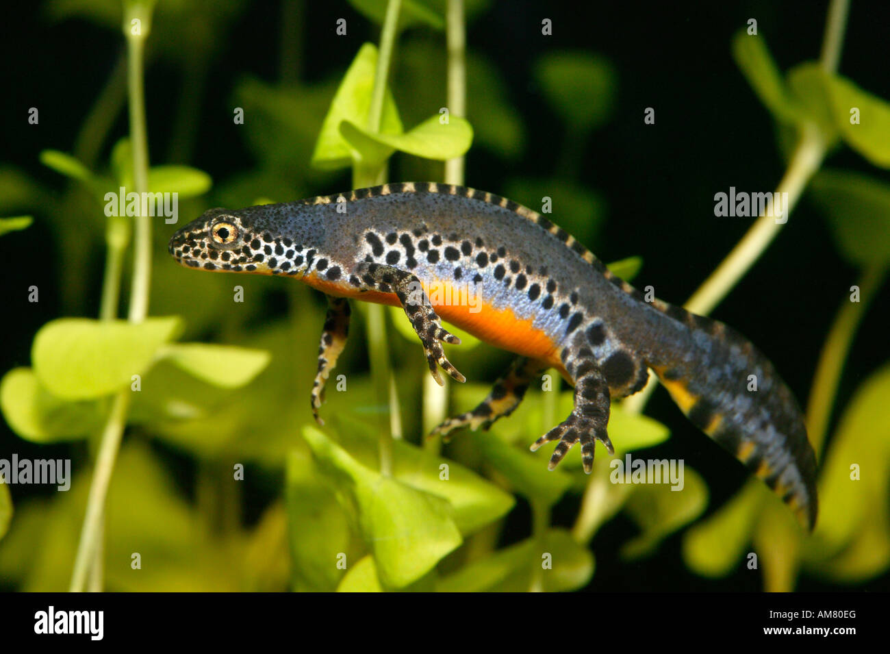Alpine newt (Triturus alpestris) underwater, male Stock Photo - Alamy