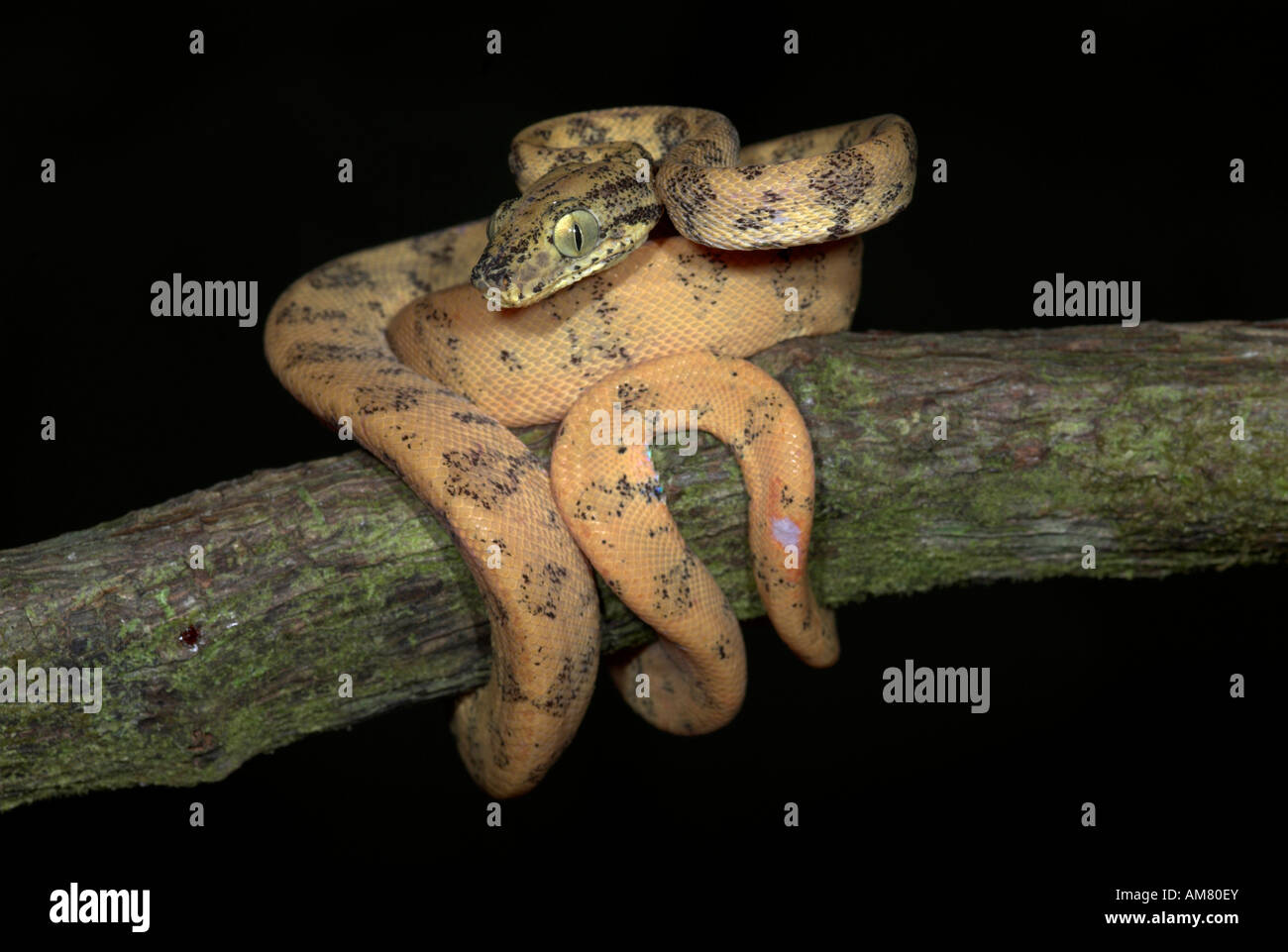 Amazon Tree Boa Corallus hortulanus Iquitos Peru Stock Photo - Alamy