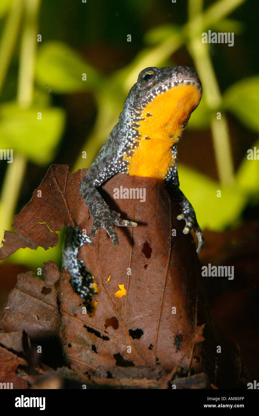 Alpine newt (Triturus alpestris) underwater, female Stock Photo - Alamy