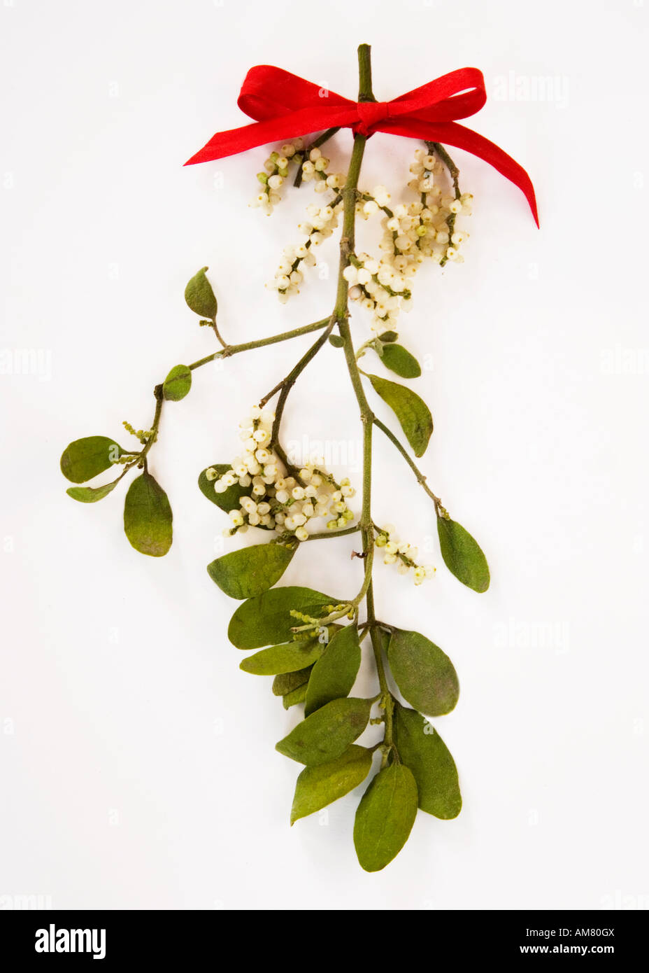 Vertical sprig of mistletoe with a red bow Stock Photo - Alamy