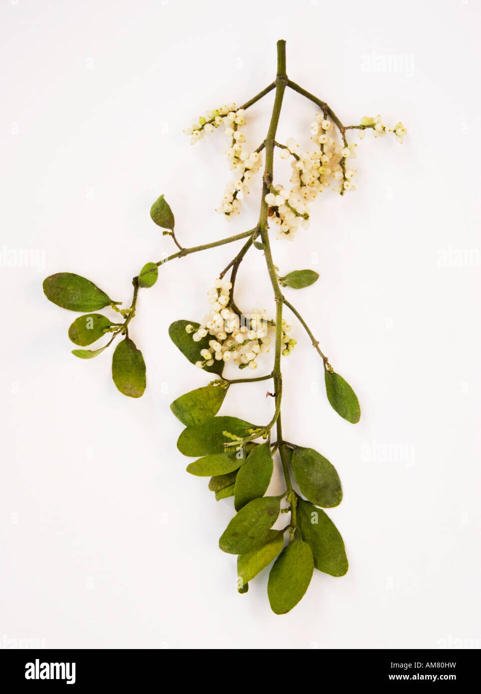 Vertical sprig of mistletoe Stock Photo - Alamy