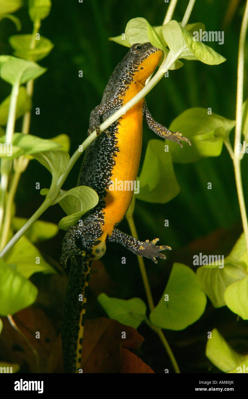 Alpine newt (Triturus alpestris) underwater, female Stock Photo - Alamy