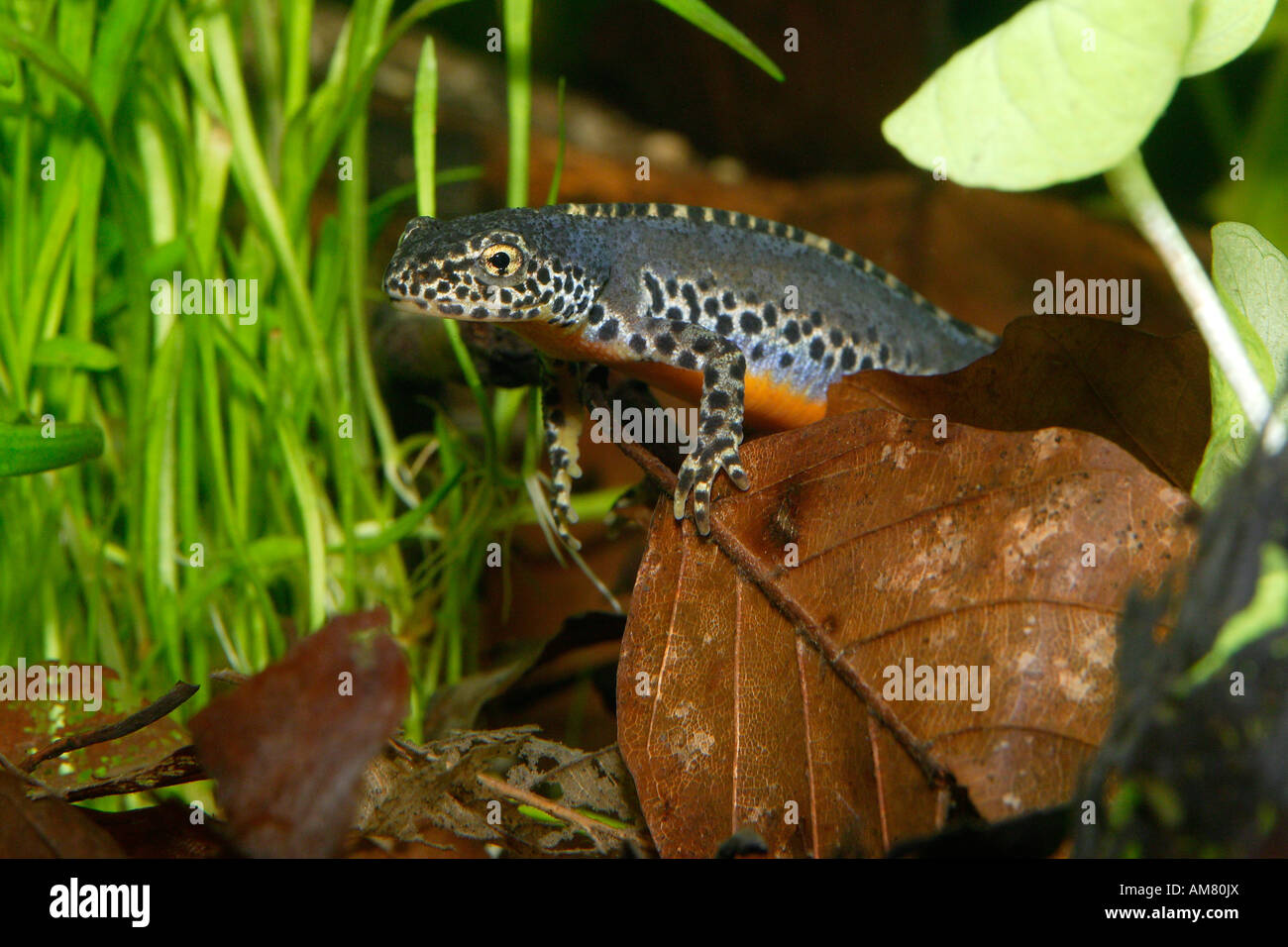 Alpine newt (Triturus alpestris) underwater, male Stock Photo - Alamy