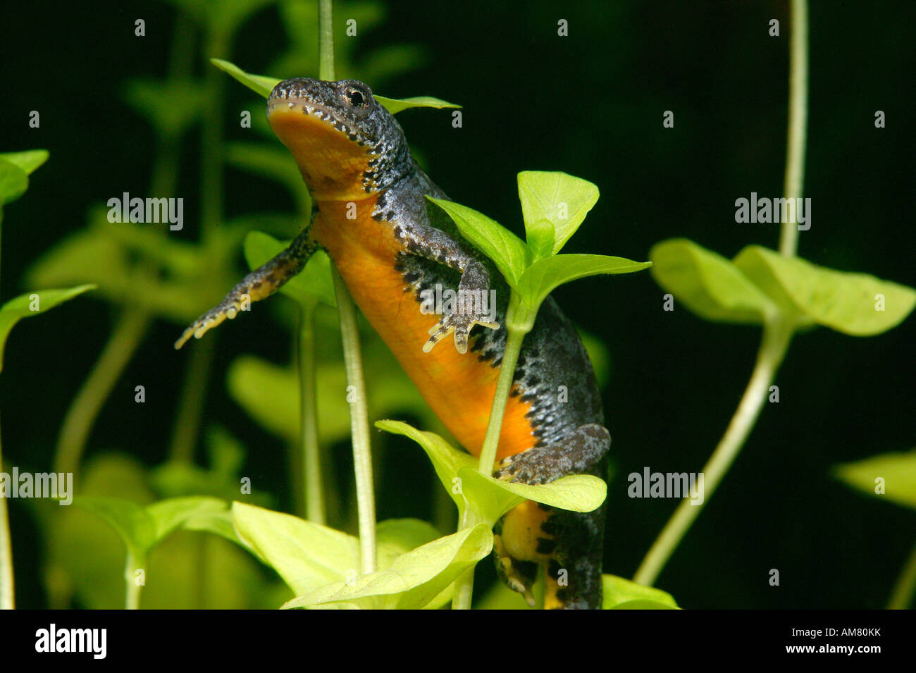 Alpine newt (Triturus alpestris) underwater, female Stock Photo - Alamy