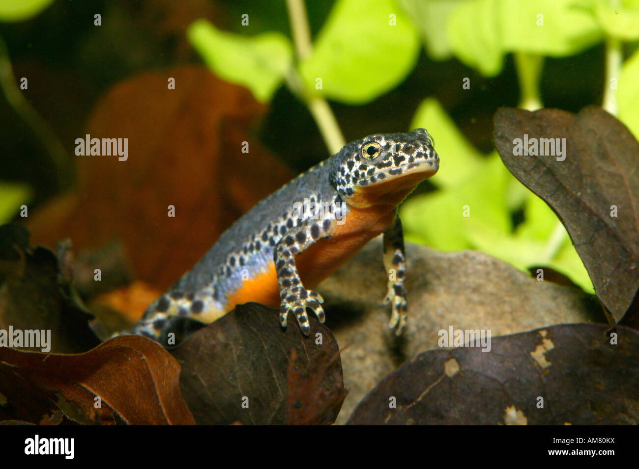 Alpine newt (Triturus alpestris) underwater, male Stock Photo - Alamy