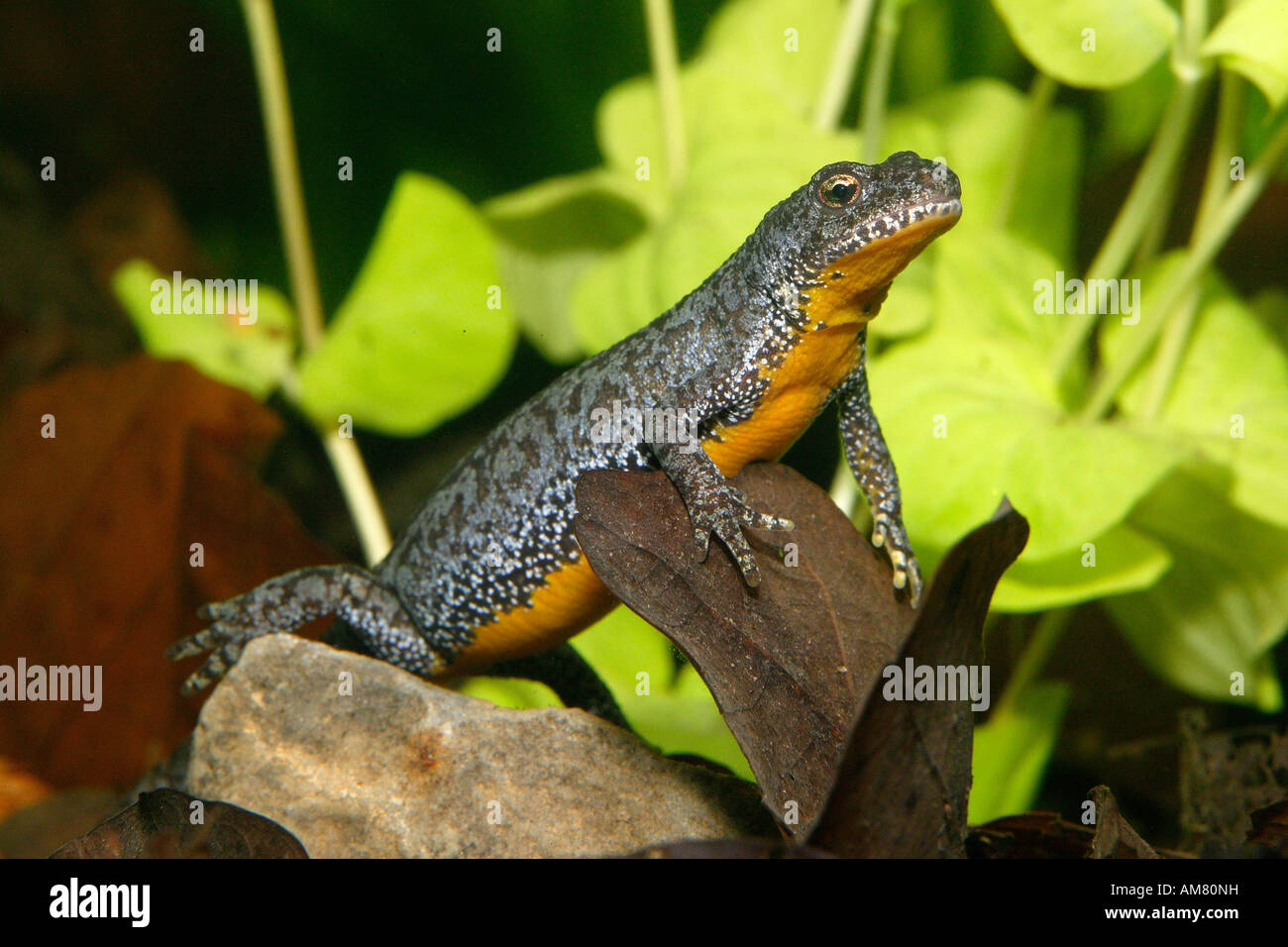 Alpine newt (Triturus alpestris) underwater, female Stock Photo - Alamy