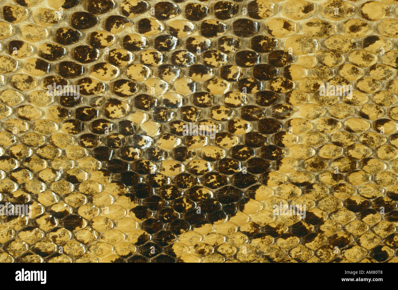 Snake Skin Detail Stock Photo - Alamy
