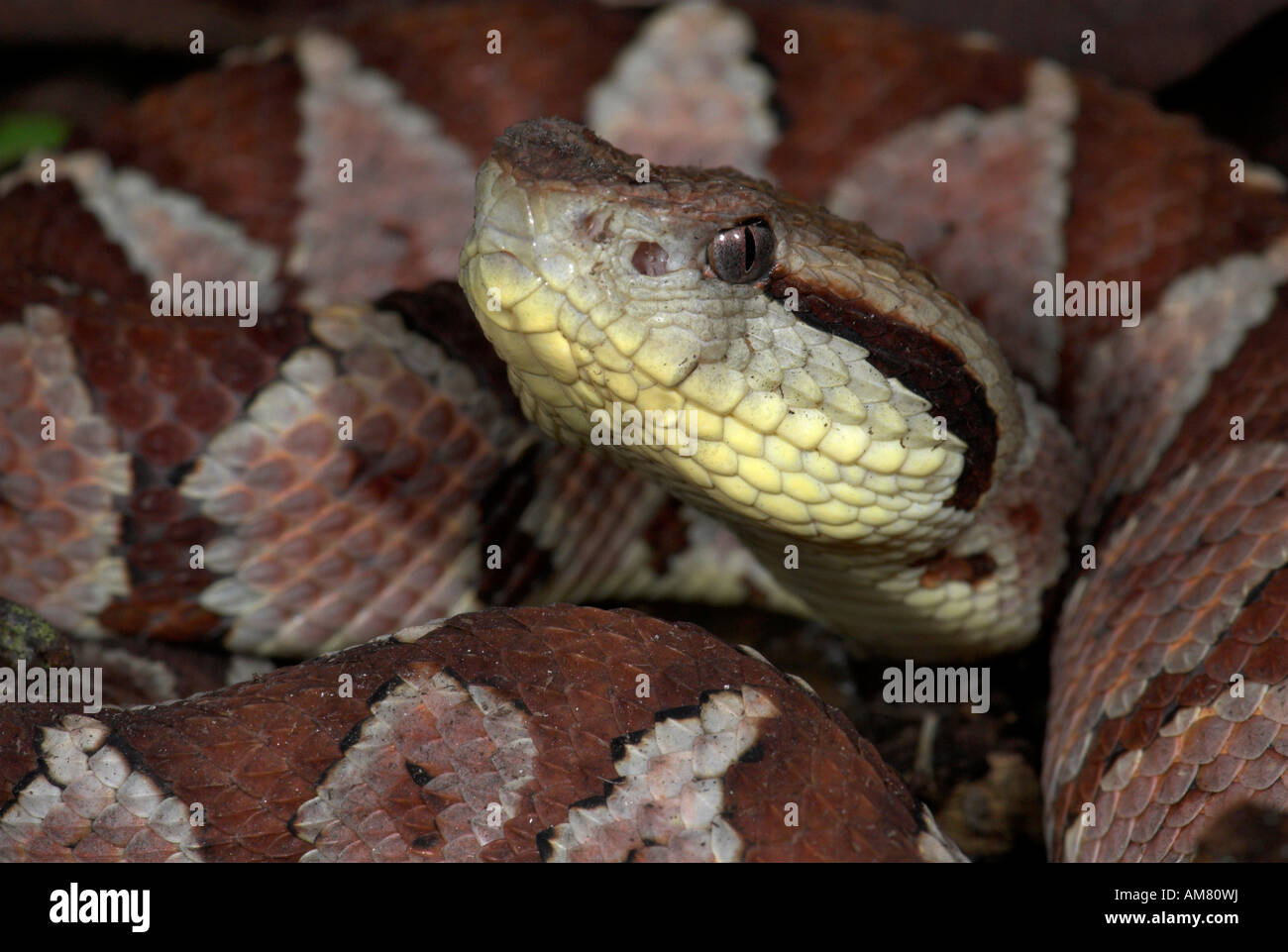 Jumping Pitviper Snake Atropoides mexicanus Central American Stock ...