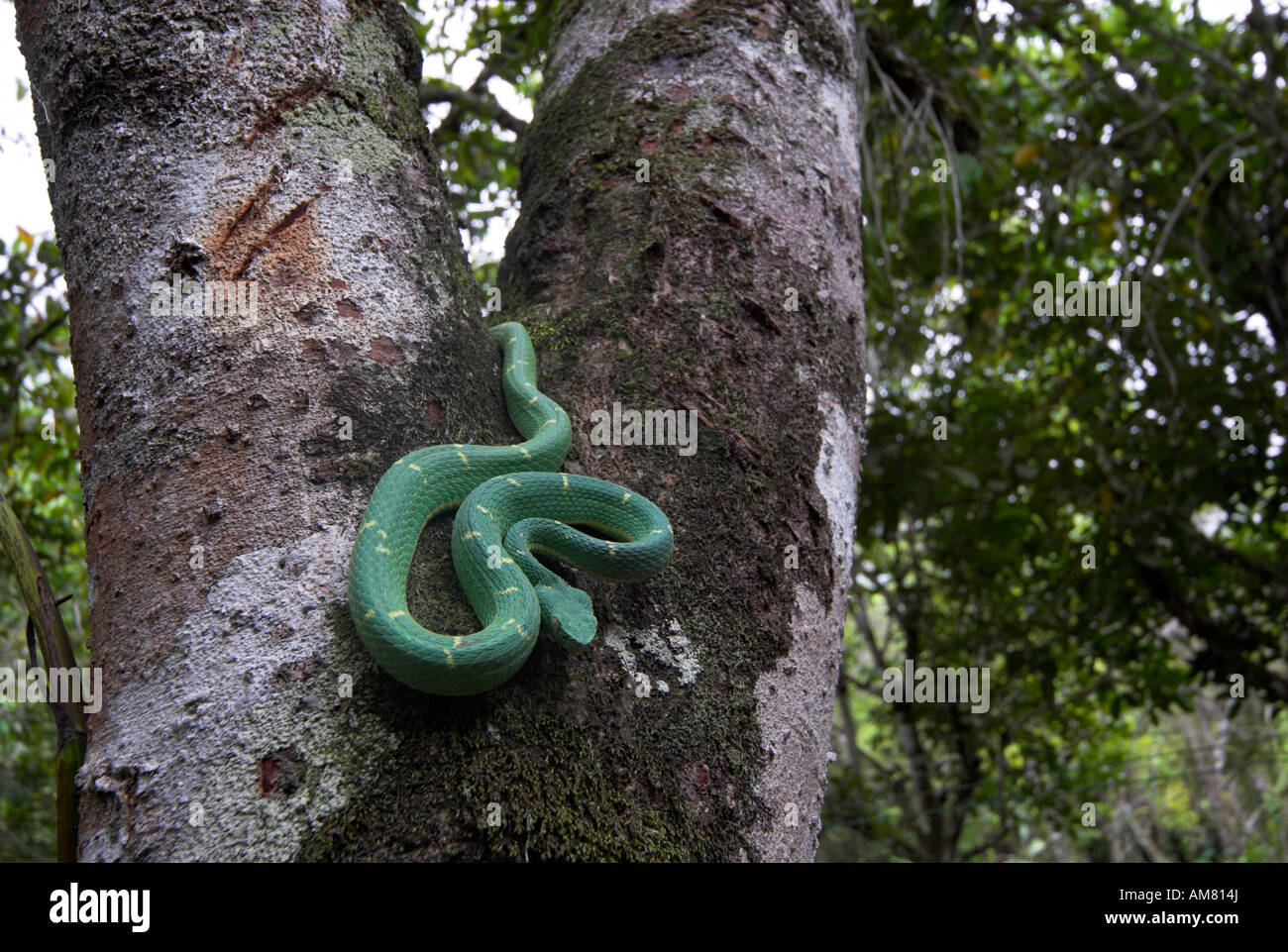 Side Striped Palm Pit Viper Snake Bothriechis lateralis Costa Rica ...