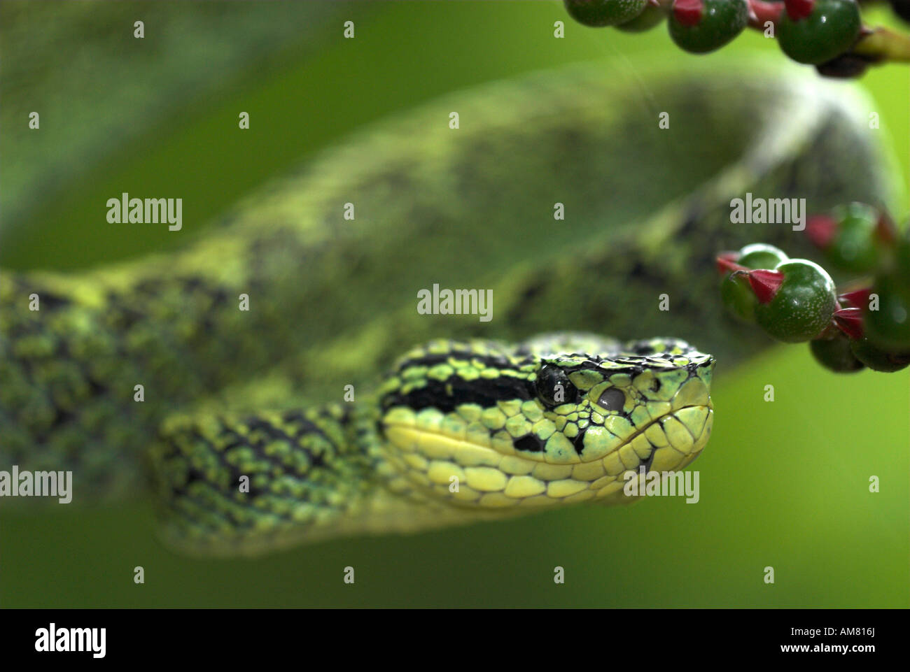 Black snake in tree hi-res stock photography and images - Alamy