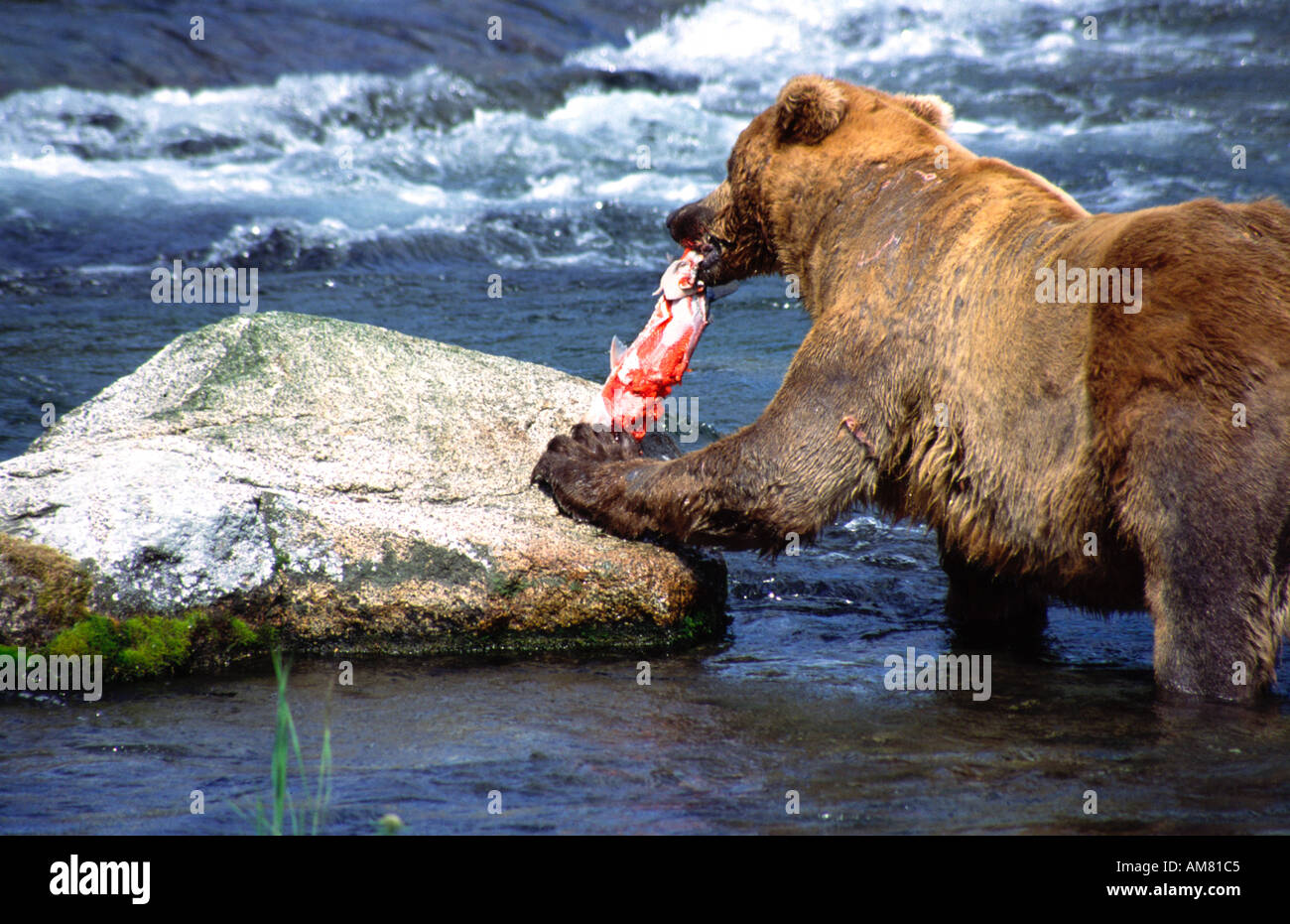 Grizzly Bear eating Salmon Katmai Alaska Stock Photo - Alamy
